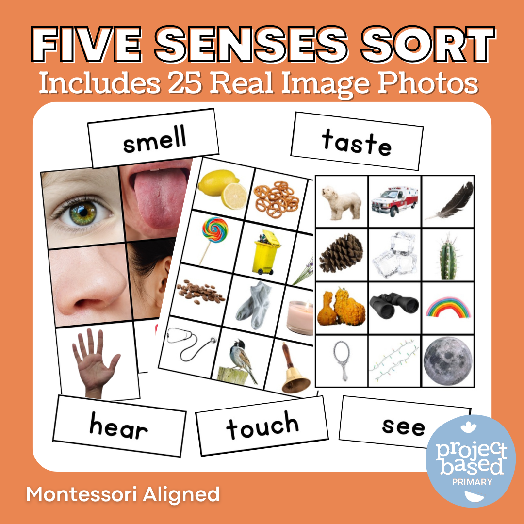 Five Senses Sorting Activity – Project Based Primary