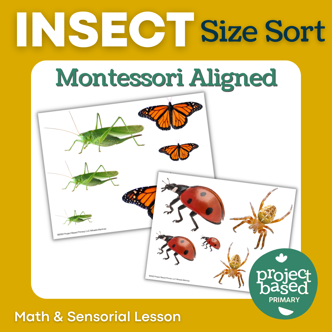Insect Size Sorting – Project Based Primary