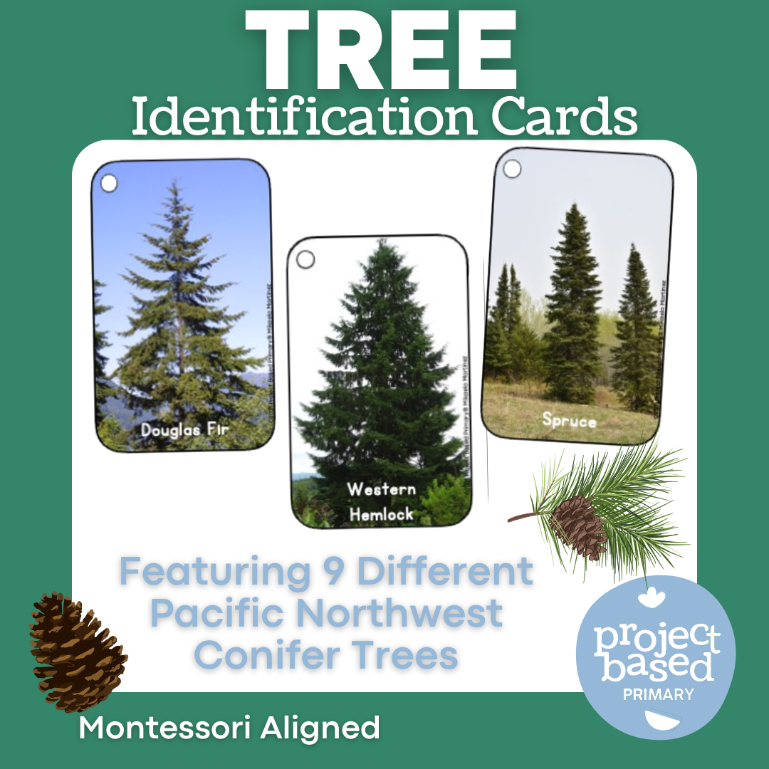Pacific Northwest Conifer Tree Identification Cards (Tree/Cone/Needles ...