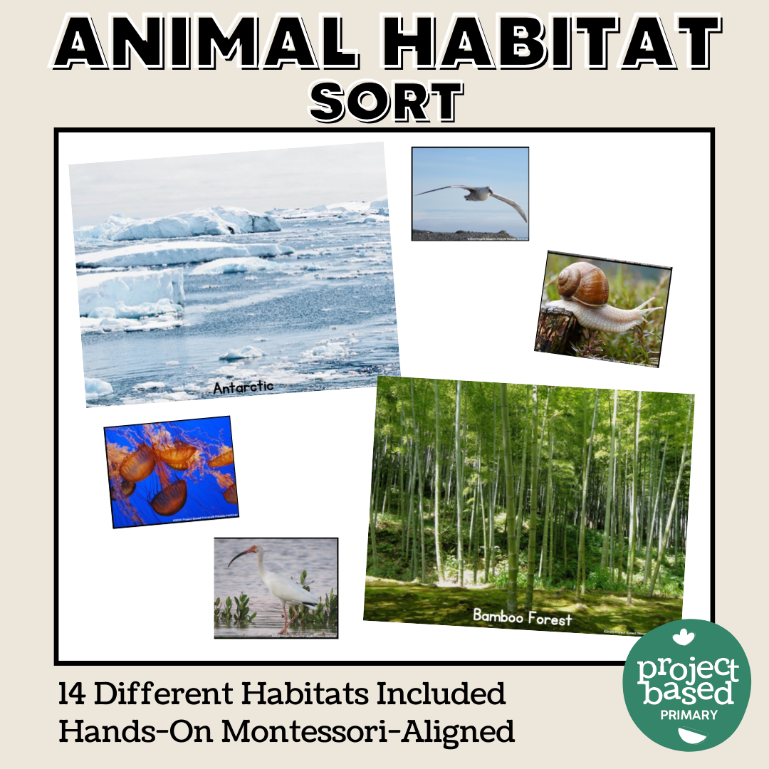 Animal Habitat Sort – Project Based Primary